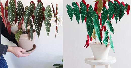 Corrie Beth Makes: Curiosity in Craft | Substack