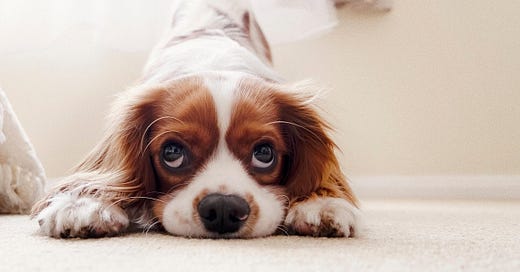 Vivia Chen, Ex-Careerist | Substack