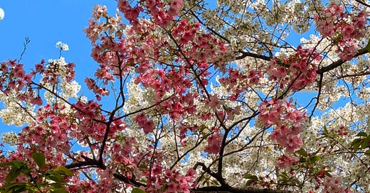 Noahpinion | Noah Smith | Substack