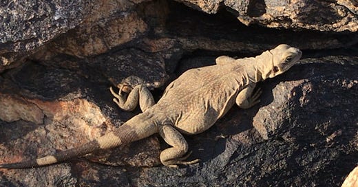 WILDLIFE WEDNESDAY: Lady Lizards - by Kat Talley-Jones