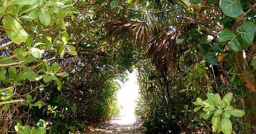 Like Water Over Moss | Amanda | Substack