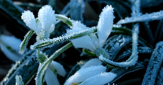 FLOW : Letters from the moss | Michela Griffith | Substack