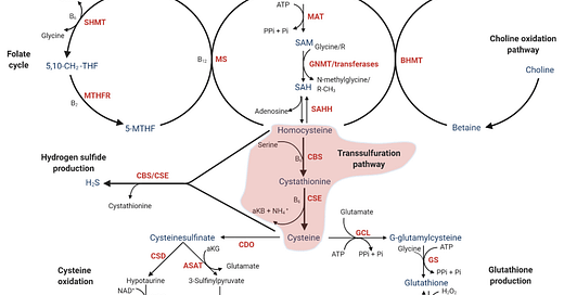 Purser Wellness | Dan Purser MD | Substack