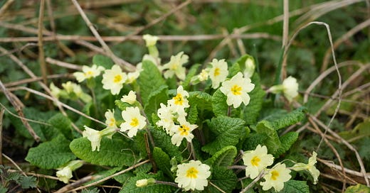 Wild Way: Gardening with Wildlife by Jack Wallington | Substack