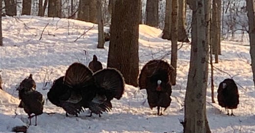 J.F. Riordan; Reflections on a Life in Exile | J. F. Riordan | Substack