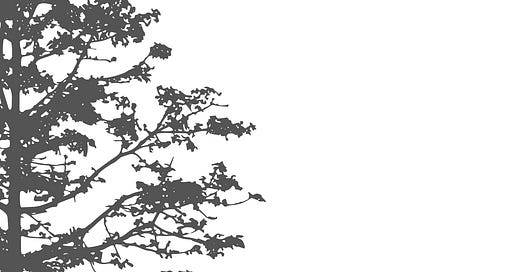 Something True | Maia Toll | Substack