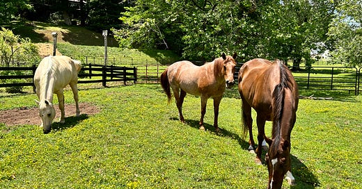 The Hollow | Dixie Dillon Lane | Substack