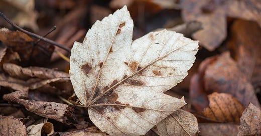 Quill and Scroll | Vivian | Substack