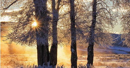 Wilder Life with Jenny Golding | Substack