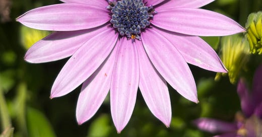 Matt Dahlia's Newsletter | Substack