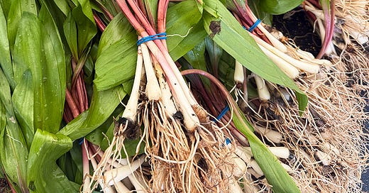 The Perfect Bite | Substack