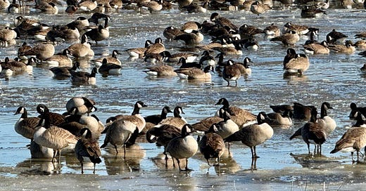 DECADE SEVEN | Craig Fuller | Substack