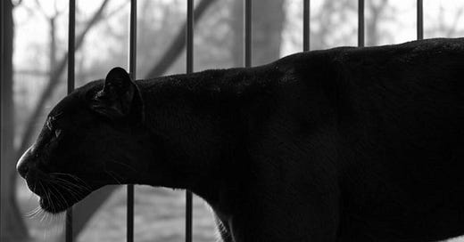 The Savage Collective | Grant Martsolf | Substack