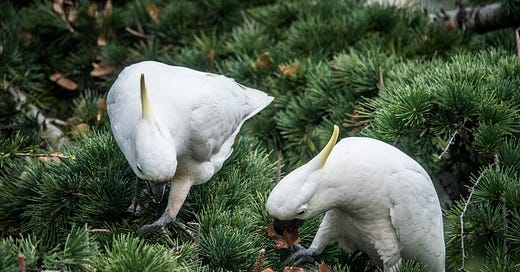 Kris’s Substack | Substack