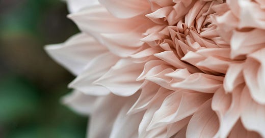 Love, Satya | Satya Robyn | Substack