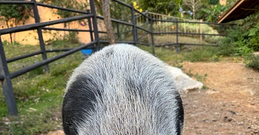 Wordy Bird | Susan Orlean | Substack