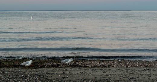 whole & balanced | Laney | Substack