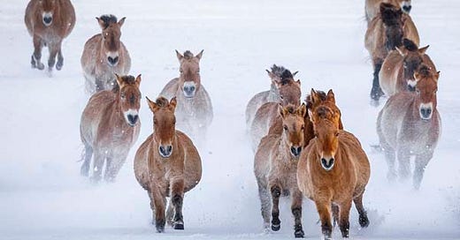 Indie Kids Books | Darcy Pattison | Substack