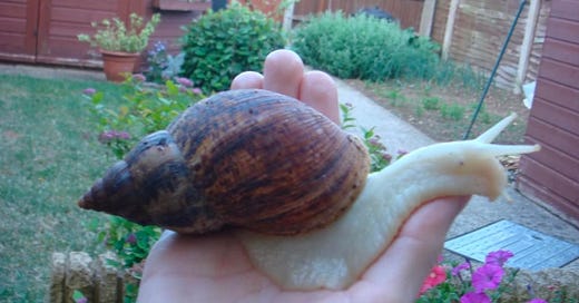 Drew’s World | Substack