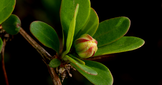 The Noah Kalina Newsletter | Substack