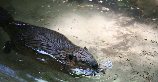 Did You Know? Fascinating Facts About Canada’s Beloved Beaver