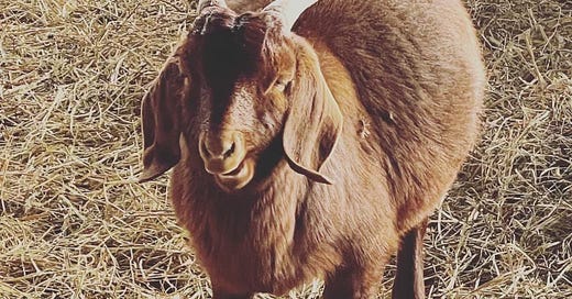 The Goat Barn | Amanda Pieper | Substack