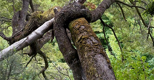 cuaderno de notas | Lucía Collini | Substack