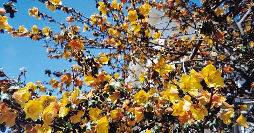 Human Stuff | Lisa Olivera | Substack