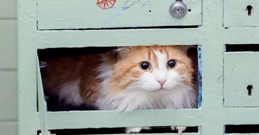 Hello. This Cat. | Substack