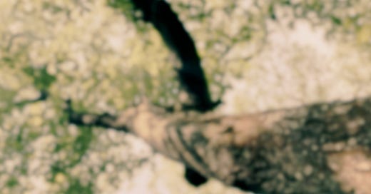 olivet. | Ollie Burgess | Substack