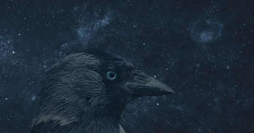 Death & Birds | Chloe Hope | Substack