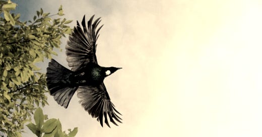 Mountain Tui | Mountain Tūī | Substack