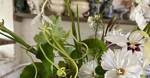 The Seedling by Willow Crossley | Substack