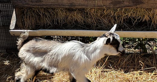 Eddie’s List: San Francisco Bay Area Events & Things To Do | Eddie Hernandez | Substack