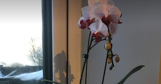 Creatively Conscious by Claire Venus | Claire Venus (she/her) | Substack