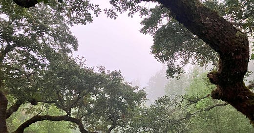 Bell Tower | Sommer Schafer | Substack