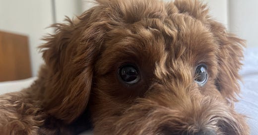 Ali Rohde Jobs | Substack