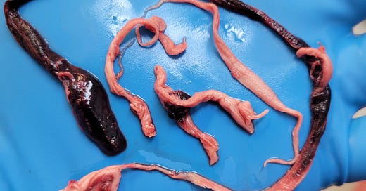 aka’s Substack | J Shannon | Substack