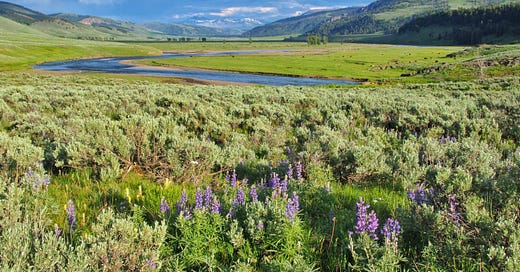 Wilder Life with Jenny Golding | Substack