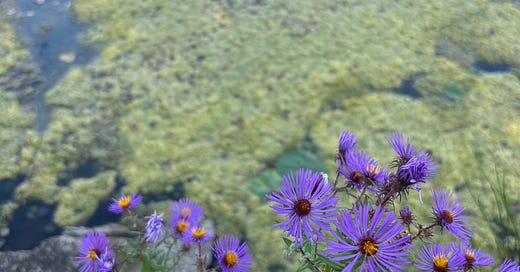 Dreamspeak | Toko-pa Turner | Substack