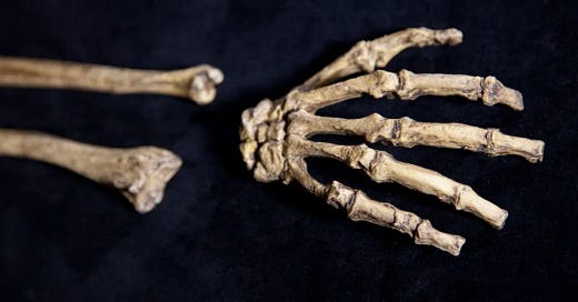 Ancient Origins of Tool Use: Australopithecine Hands Suggest Early ...