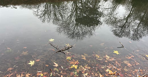 Sparks of light | Trudi Nicola | Substack