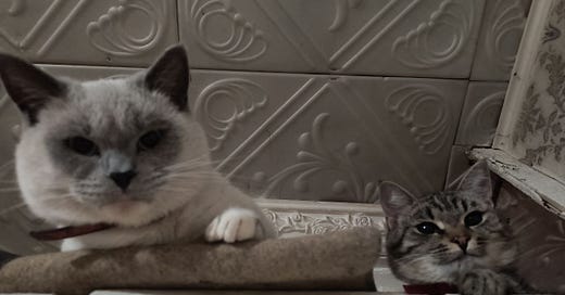 Edward Slavsquat | Substack