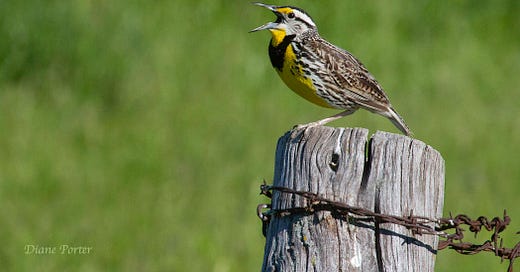 My Gaia | Diane Porter | Substack