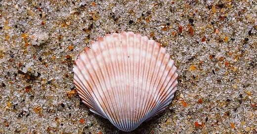 The Forgotten Symbolism of the Scallop Shell