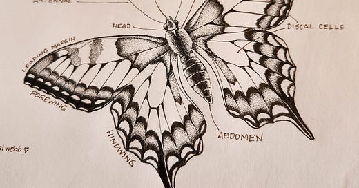 Drawing the Natural World | Val Webb | Substack