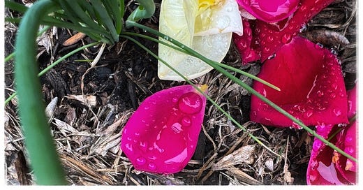 Cecilia at The Kitchen’s Garden Travels | Cecilia At The Kitchens Garden | Substack