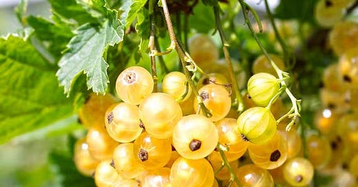 Golden Currants Explored: Essential Growing and Harvesting Tips | Gold ...