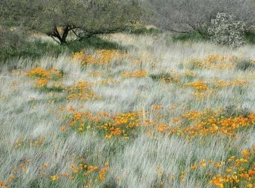 Practice Round | Preslea | Substack