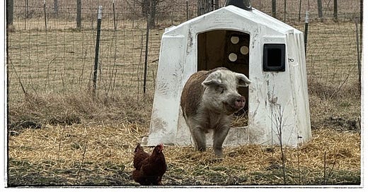 Cecilia at the Kitchen’s Garden Farm | Cecilia At The Kitchens Garden | Substack